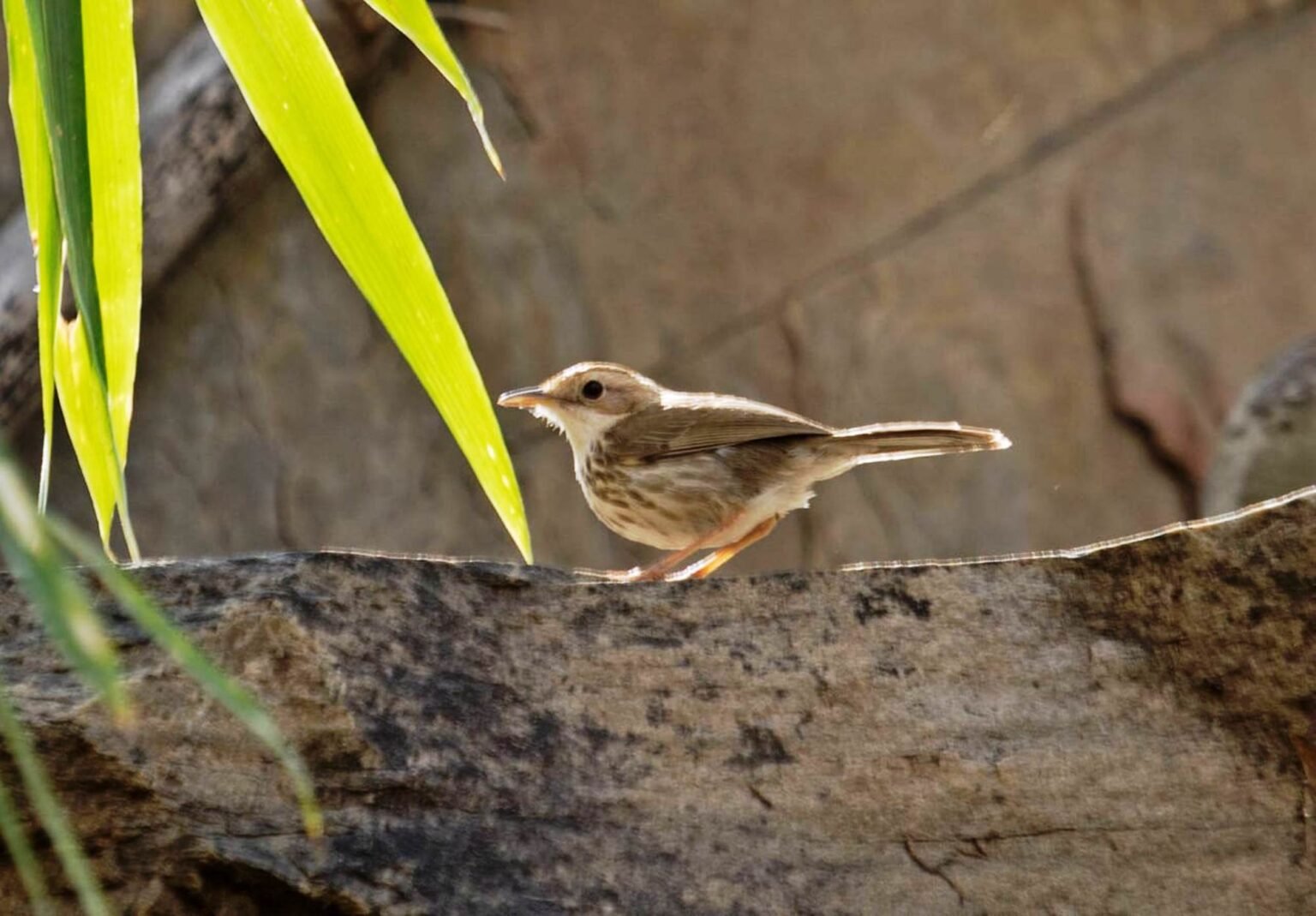 A New Species Of Babbler Bird Discovered In Udaipur - EBNW Story