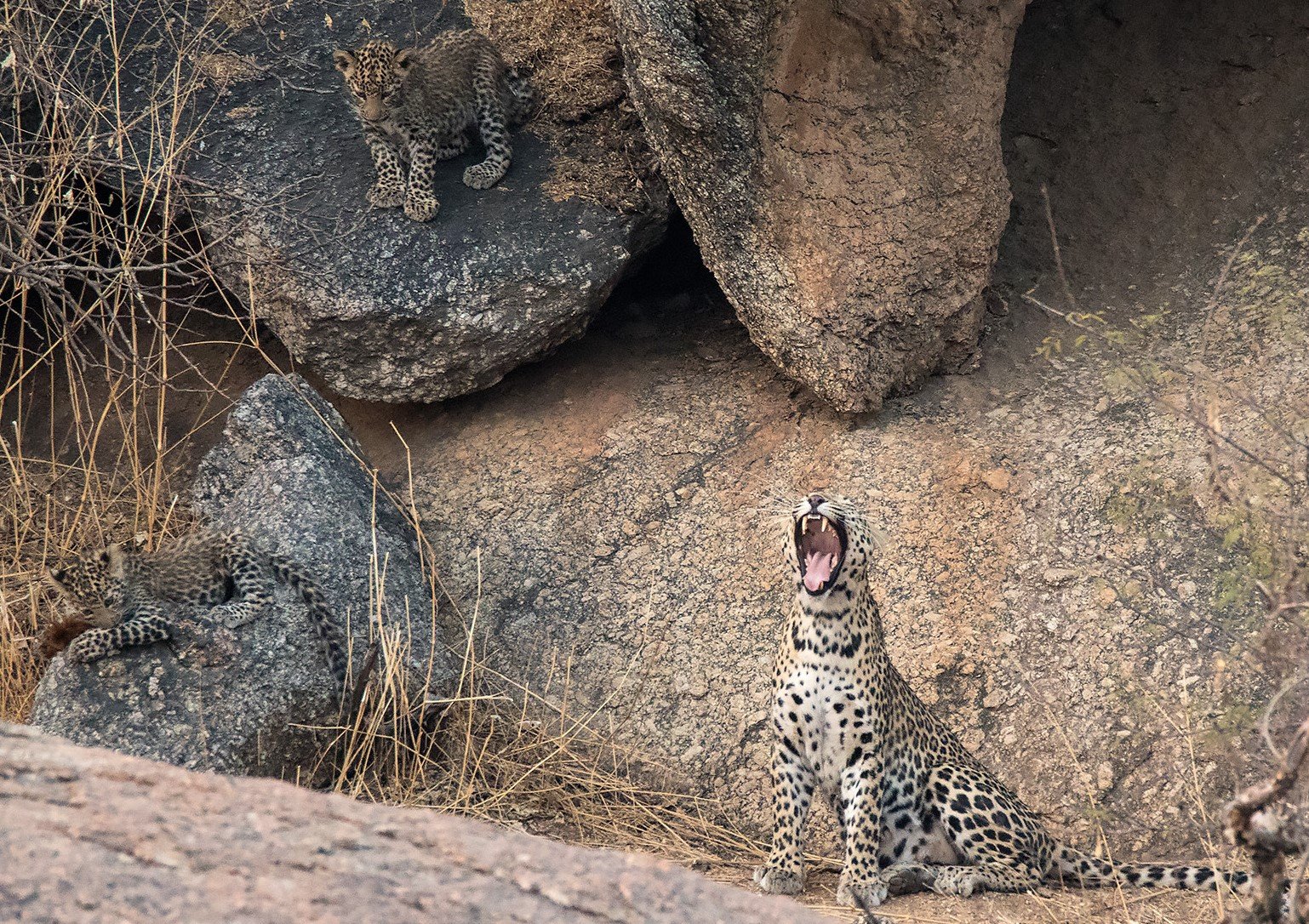 THE BERA BOND: Singing For Leopards And Shepherds - EBNW Story