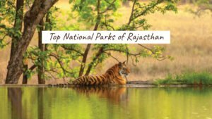 Top 4 National Parks Of Rajasthan - EBNW Story