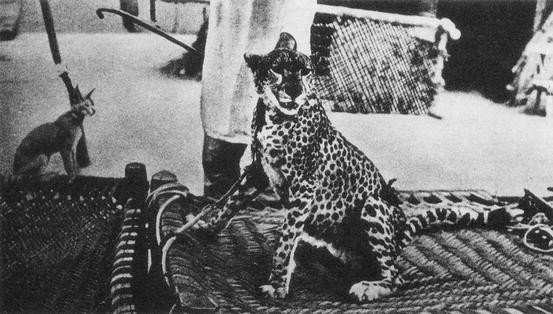 Cheetah On A Cot With A Caracal In Left Above Corner, By Ooodeyram ...