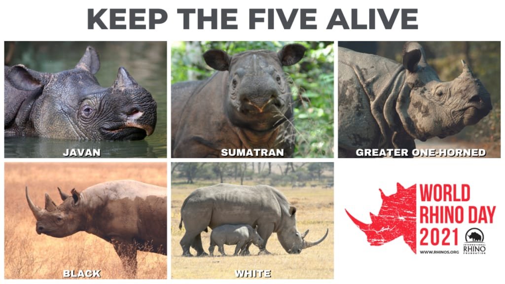 World Rhino Day Special: A Far Cry To Save Five Species Of Rhinos, 3 Of ...