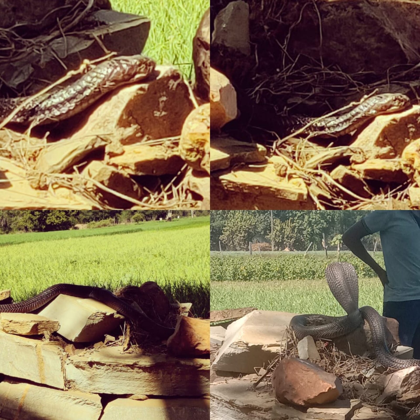 The Mysterious Snake Of Nimbahera : A Belief Or A Superstition? - EBNW ...