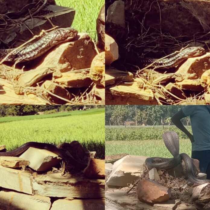 The Mysterious Snake Of Nimbahera : A Belief Or A Superstition? - EBNW ...