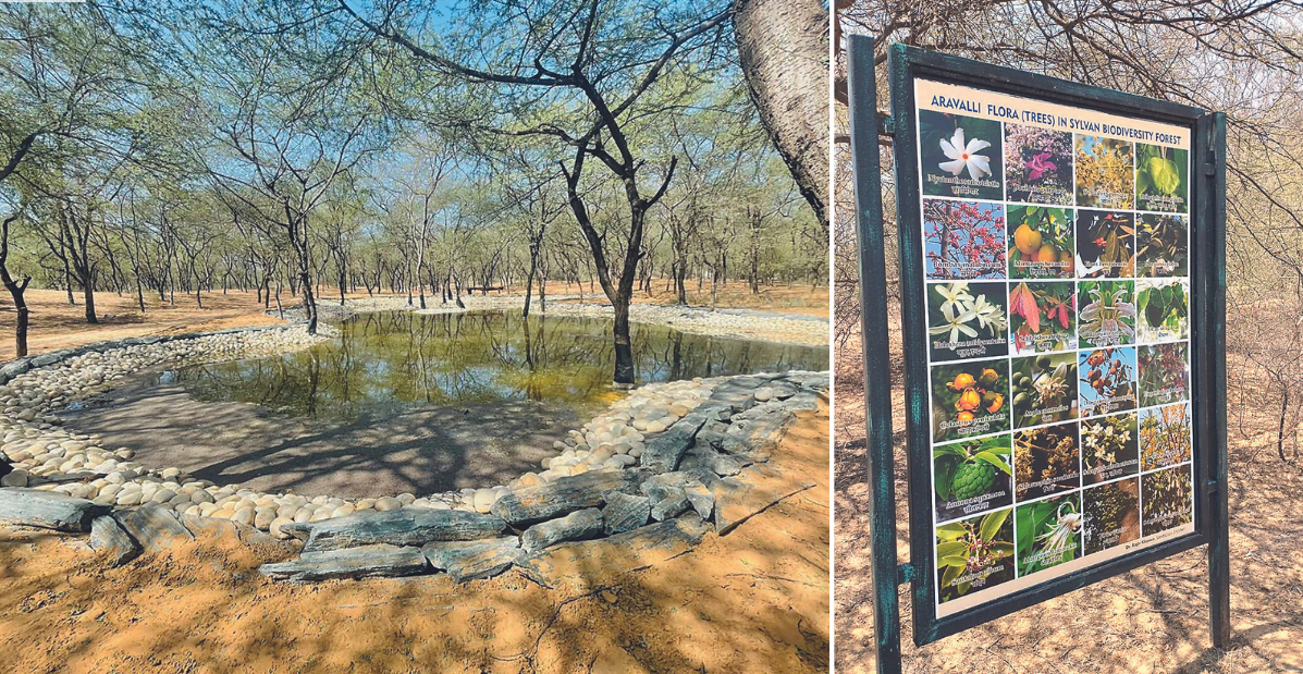 The Newly Opened: Sylvan Biodiversity Forest In Jaipur - EBNW Story