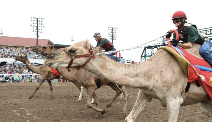 Animal Racing Around The World: Camels, Dogs, Horses, And More - EBNW Story