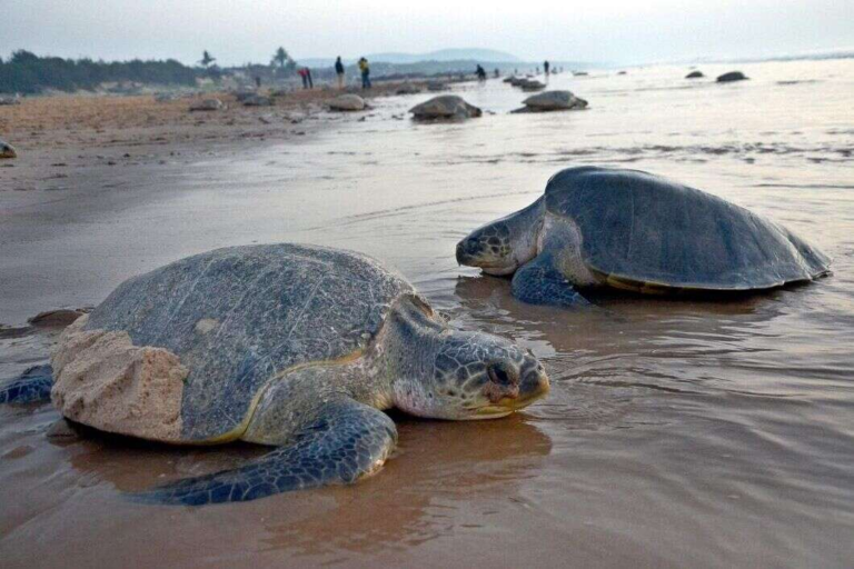 Top 10 Beaches In Odisha To Visit On Your Next Trip - EBNW Story