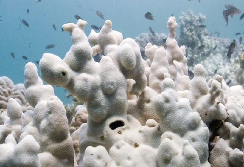 The Fourth Global Coral Bleaching Event (GCBE4): A Crisis Unfolding ...