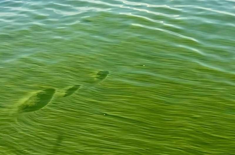 Cyanobacteria Research In Lake Victoria’s Winam Gulf: Unraveling The ...