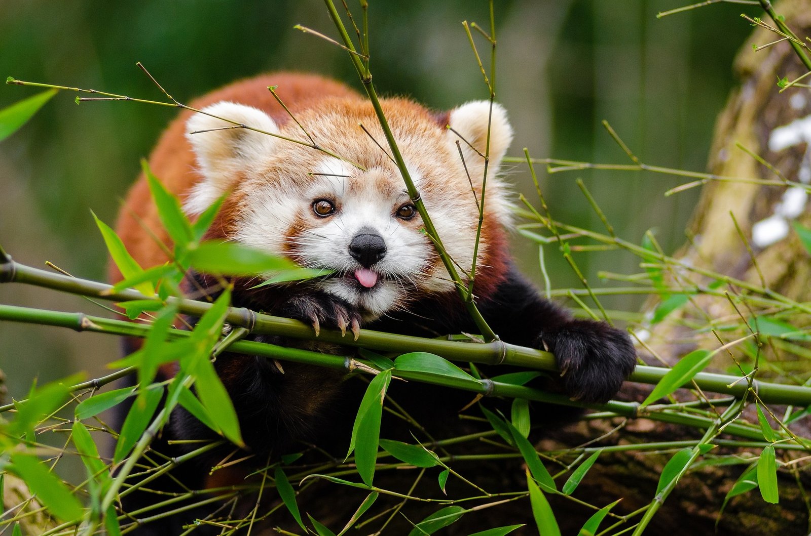 Guardians Of The Himalayan Enigma: The Red Panda’s Fight For Survival ...
