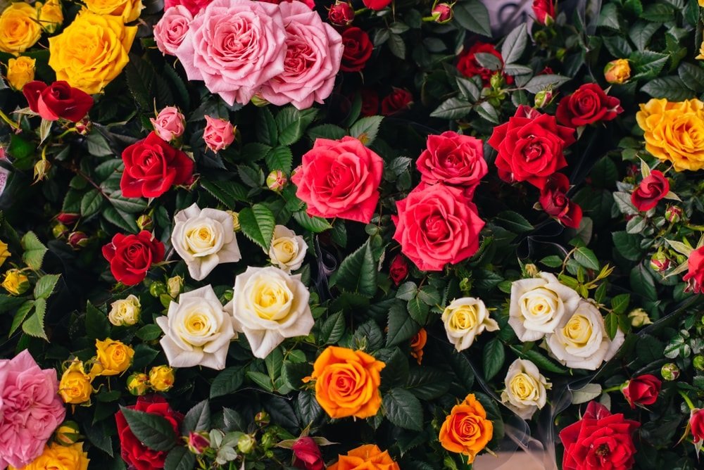 Rose Day 2025: Date, History, Significance, And The Meaning Behind ...