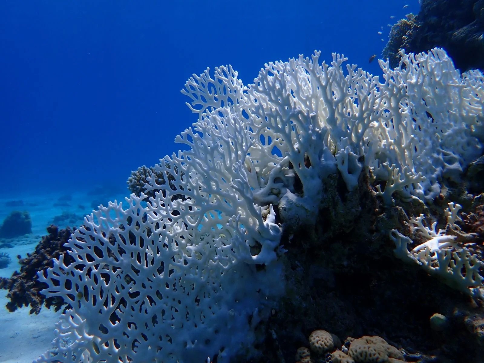 Coral Reefs’ Historical Resilience In The Gulf Of Eilat - EBNW Story