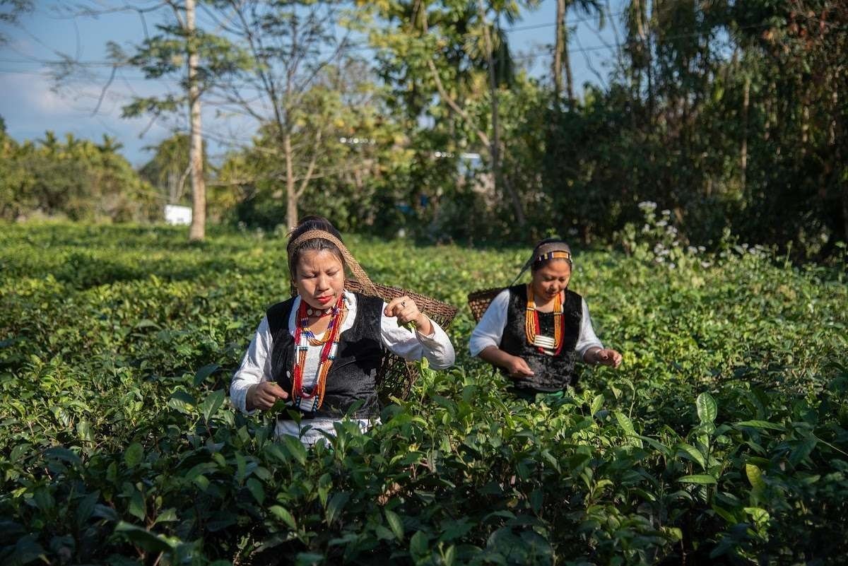 India’s Indigenous Tea Culture: A Legacy Beyond Colonial Influence ...
