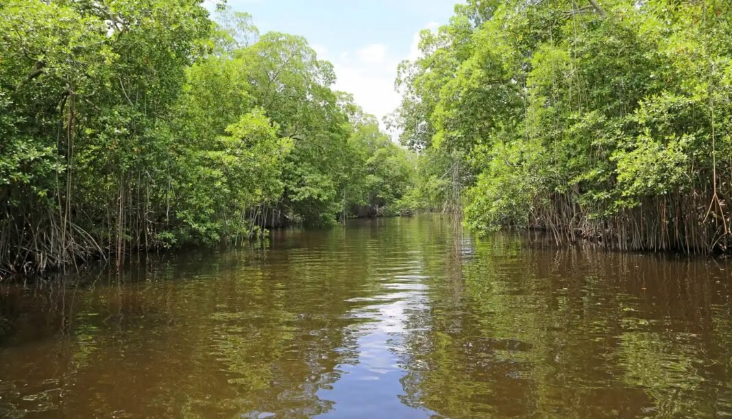 A Walk Among The Mangroves: Mumbai's Newest Eco-Attraction Opens Soon ...