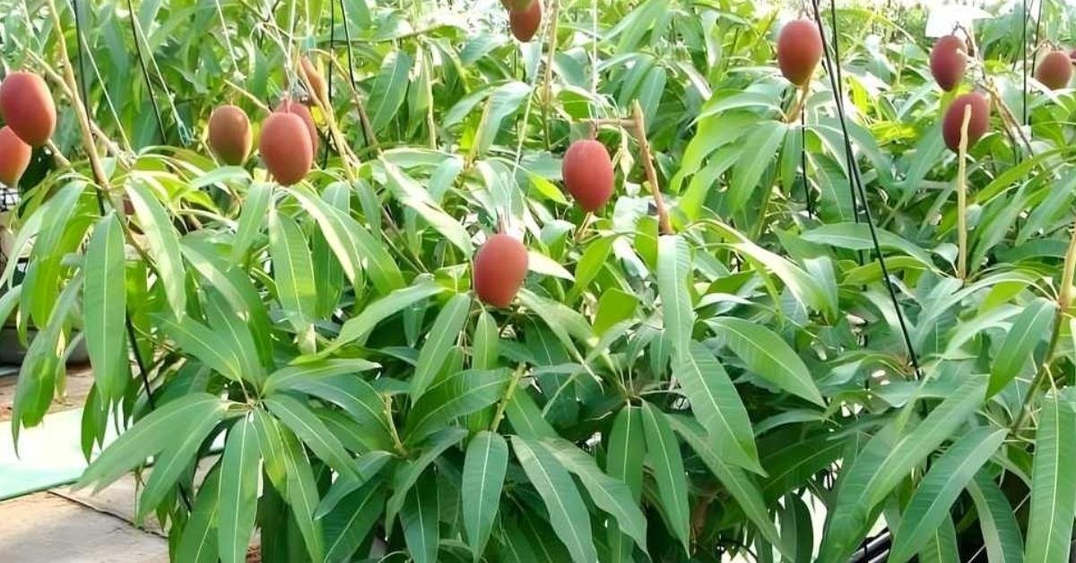 Miyazaki Mango: The Ultimate Guide To Growing Japan’s Luxury Fruit In ...