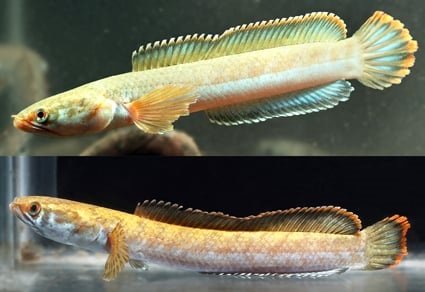 Newly Discovered Snakehead Fish In Meghalaya: Channa Nachi And Its ...