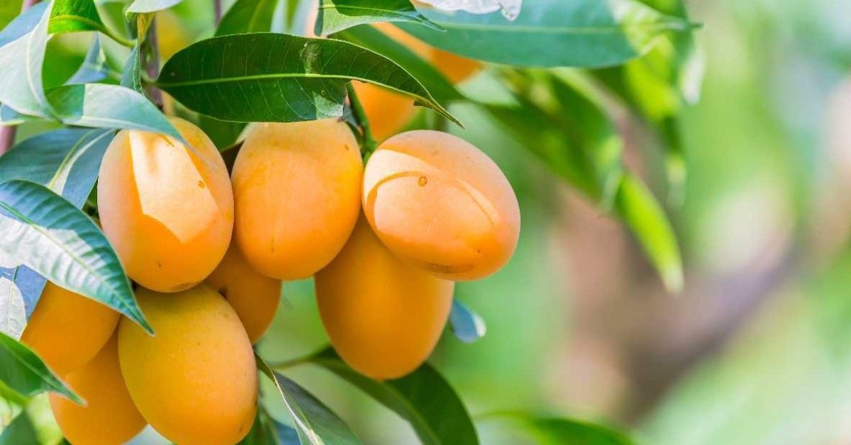 How To Grow Karnataka’s Famous Raspuri Mango: A Step-by-Step Gardening ...