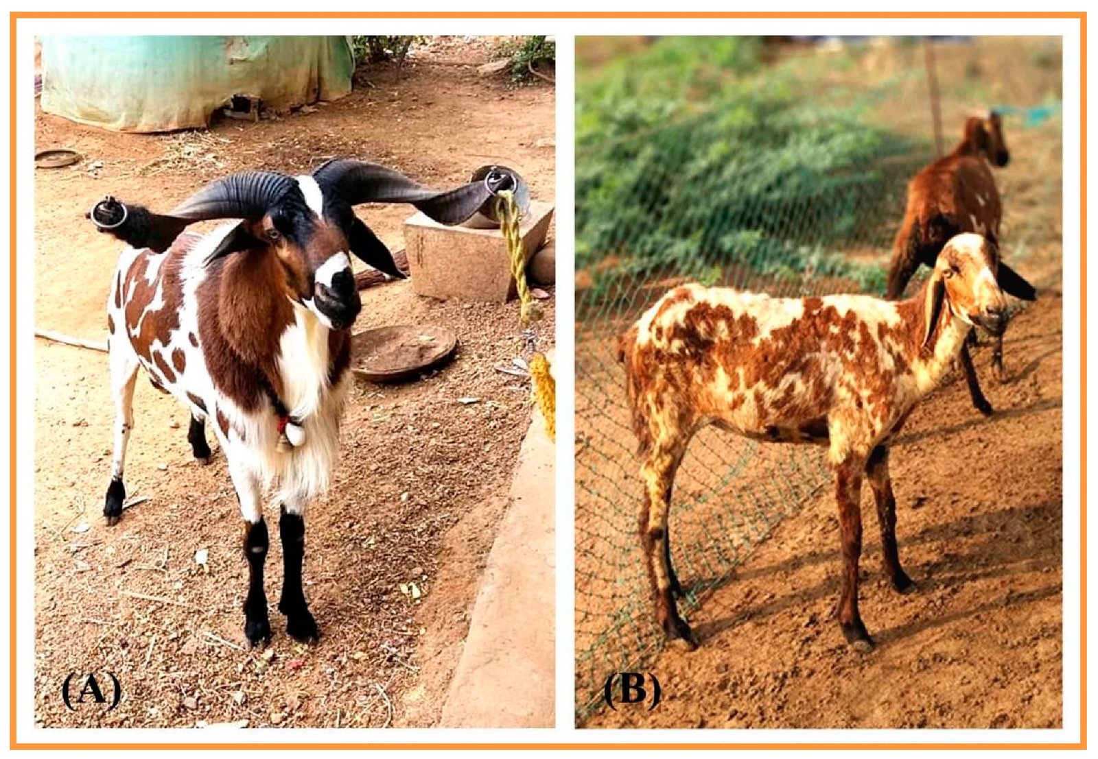 The Vanishing Hoofbeats Of Tamil Nadu: Saving The Vembur Sheep - EBNW Story