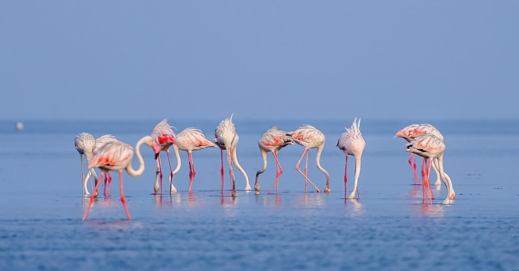 These Stunning Flamingo Photos Show Why Pulicat Lake Near Chennai Is A ...