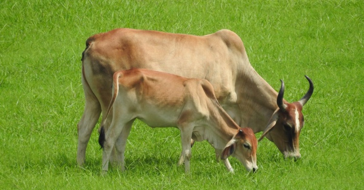 This Goan Farmer Has Cared For His Cows Every Day For 45 Years To Keep ...