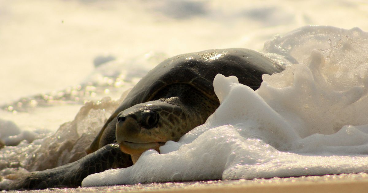 Meet The First Turtle To Swim 3500 Km Across 2 Coasts: What It Tells Us ...