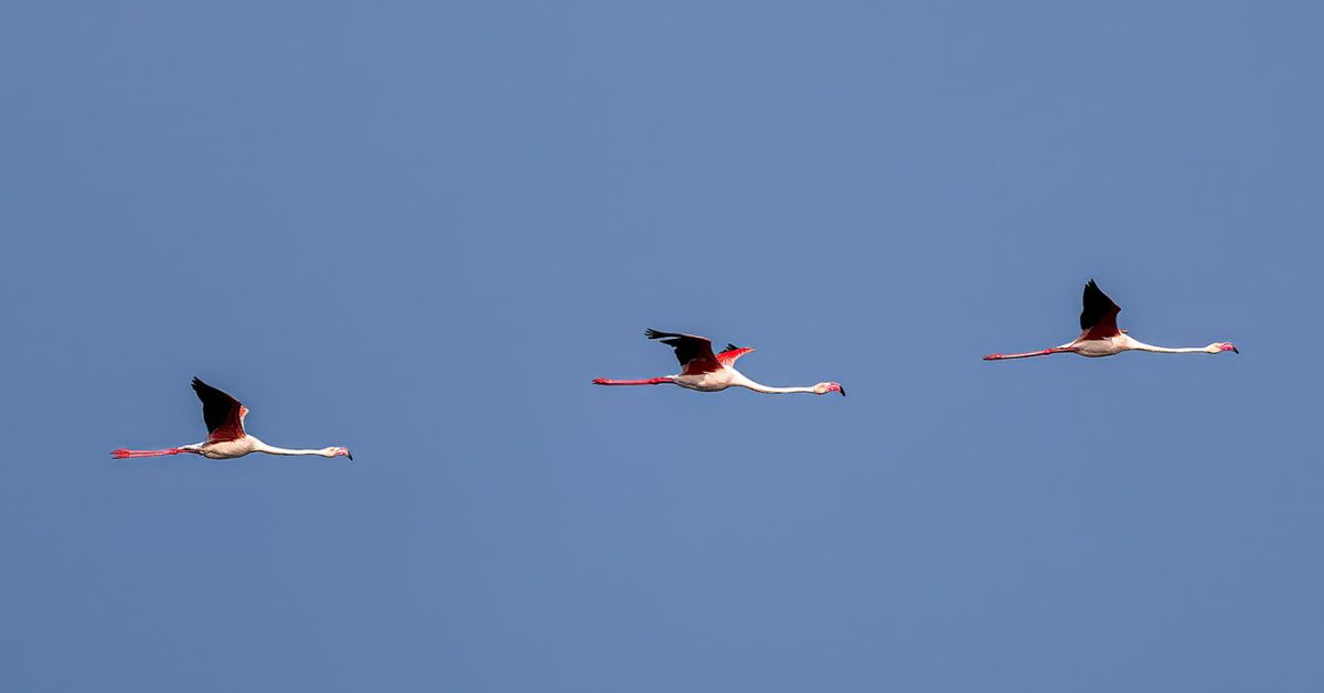 These Stunning Flamingo Photos Show Why Pulicat Lake Near Chennai Is A ...