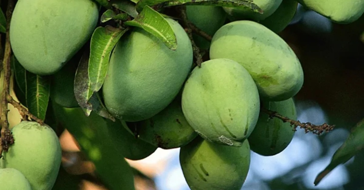 The Mango Map Of Karnataka: A Delicious Guide To Local Varieties, From ...
