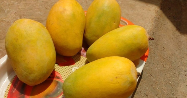 The Mango Map Of Karnataka: A Delicious Guide To Local Varieties, From ...
