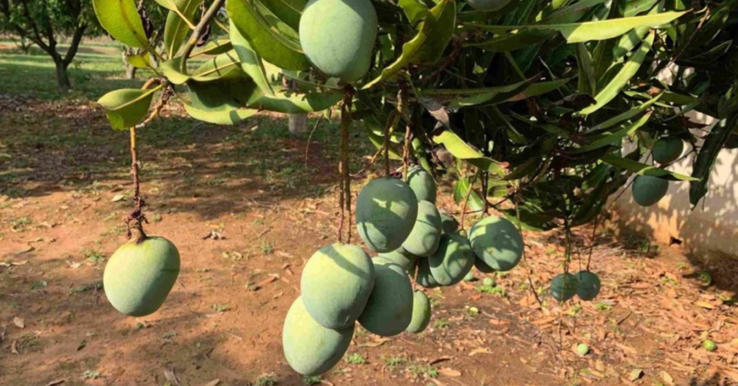The Mango Map Of Karnataka: A Delicious Guide To Local Varieties, From ...