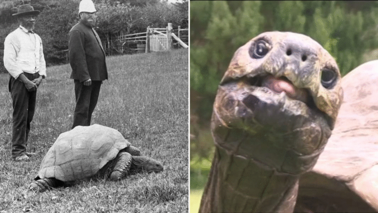 Jonathan, The World's Oldest Tortoise, Turns 192 In 2025 On St. Helena
