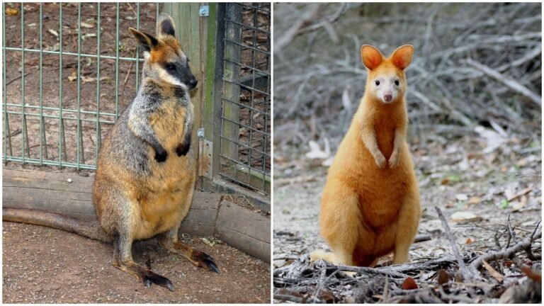 The Wondiwoi Tree Kangaroo: A Rare Marsupial’s Remarkable Rediscovery ...