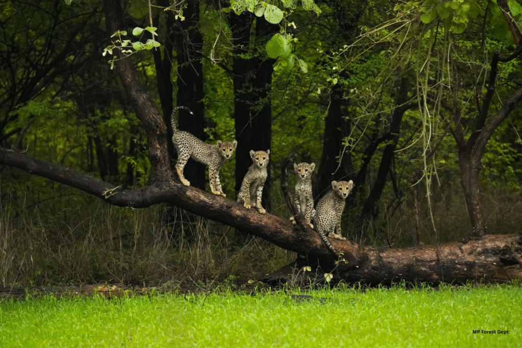 PM Modi’s Historic Initiative That Changed The World’s Wildlife ...