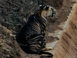 The Enigmatic Black Tiger Of Similipal: A National Geographic Triumph ...