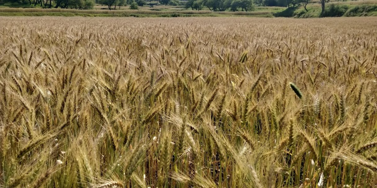 Wheat Farming Possible In Rajasthan’s Desert...! - EBNW Story