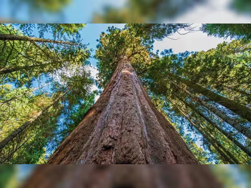 Hyperion: World’s Tallest Tree, Soaring Past Statue Of Liberty, Hides ...