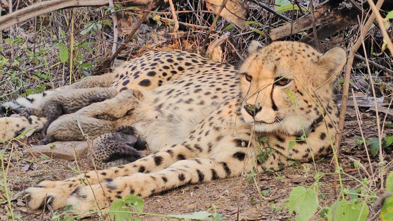 Indian-born Cheetah Mukhi Gives Birth To Five Cubs At Kuno: Know ...