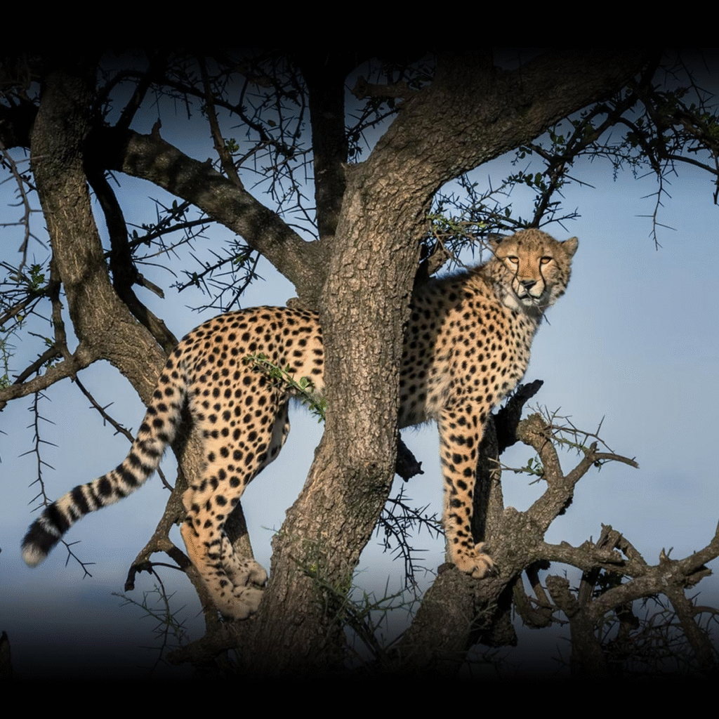 International Cheetah Day: India's Cheetah Population Reaches 32 In ...