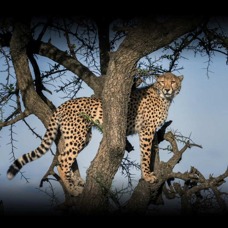 International Cheetah Day: India's Cheetah Population Reaches 32 In ...