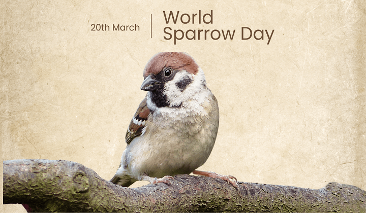 World Sparrow Day: Protecting The Chirping Companions Of Our Lives ...