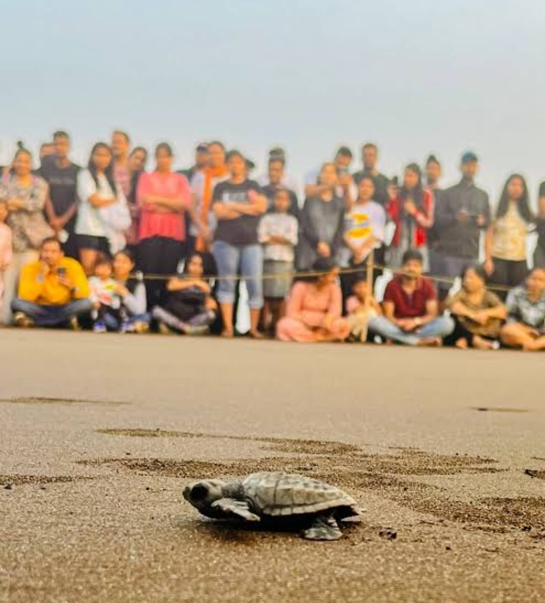 Witness Nature's Miracle: The Velas Turtle Festival 2026 - A ...